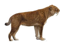 Smilodon | Dinopedia | Fandom