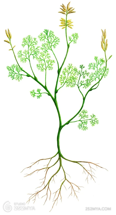 Archaefructus | Dinopedia | Fandom