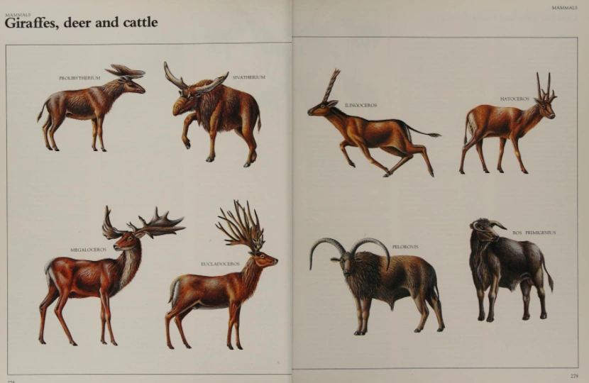 Prolibytherium | Dinopedia | Fandom