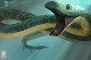 Pachyrhachis | Dinopedia | Fandom