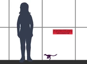 Mei long | Dinopedia | Fandom