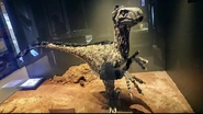 Variraptor | Dinopedia | Fandom