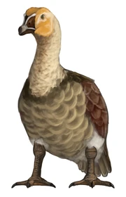 Garganornis | Dinopedia | Fandom