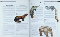 Miacis Evolution