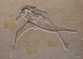 Rhamphorhynchus | Dinopedia | Fandom