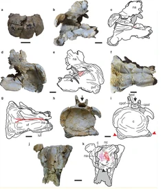 Tharosaurus | Dinopedia | Fandom