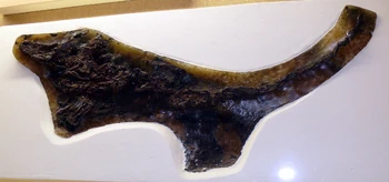 Boverisuchus | Dinopedia | Fandom