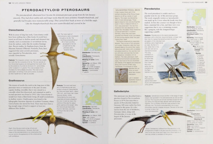 Cycnorhamphus | Dinopedia | Fandom