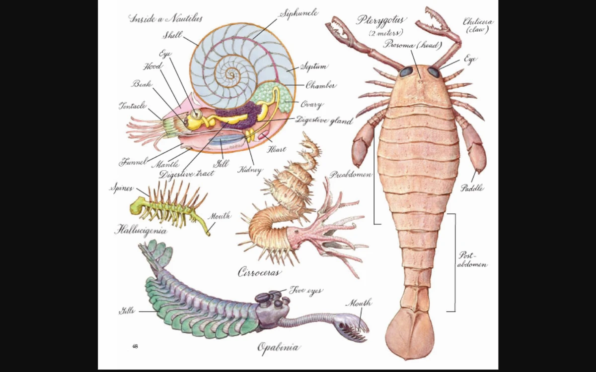 Hallucigenia | Dinopedia | Fandom