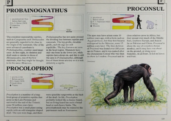 Procolophon | Dinopedia | Fandom