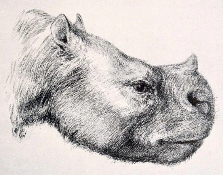 Leontinia | Dinopedia | Fandom