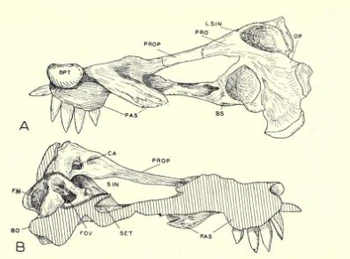 Angelosaurus | Dinopedia | Fandom