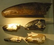 Sarcosuchus | Dinopedia | Fandom