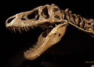 Tarbosaurus | Dinopedia | Fandom
