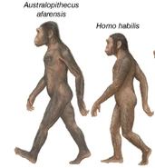 Australopithecus | Dinopedia | Fandom