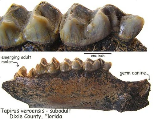 Vero Tapir | Dinopedia | Fandom