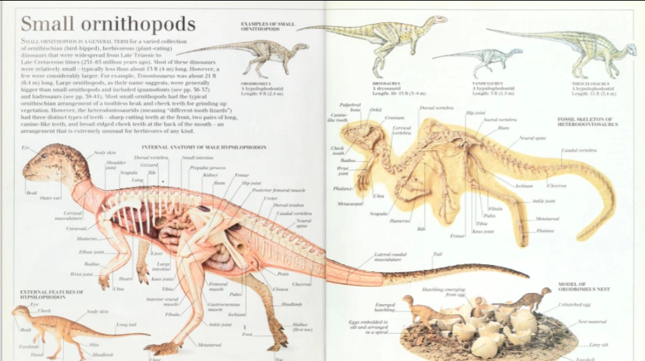 Yandusaurus | Dinopedia | Fandom