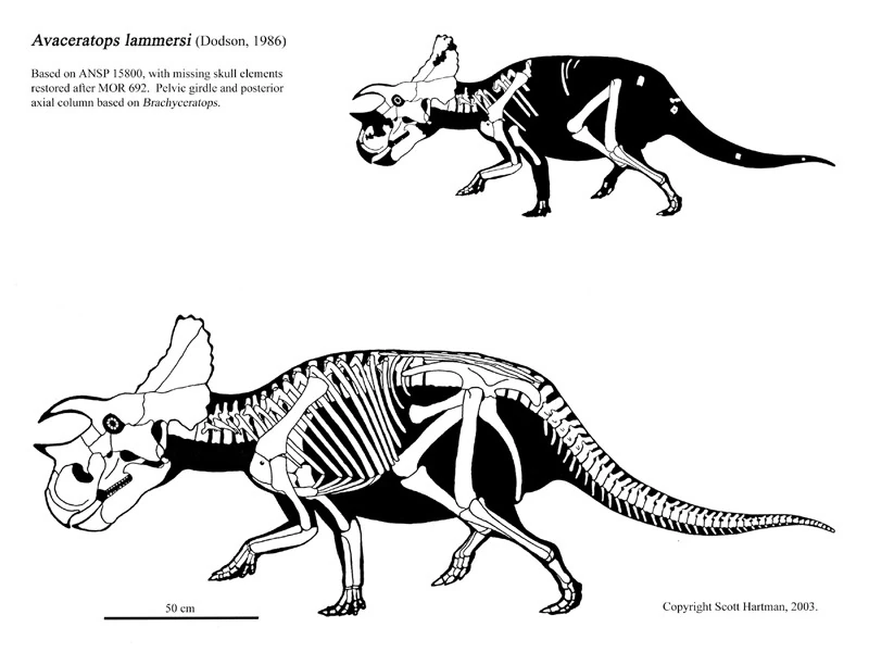 Avaceratops | Dinopedia | Fandom