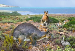 Nuralagus | Dinopedia | Fandom