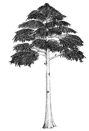 Archaeopteris | Dinopedia | Fandom