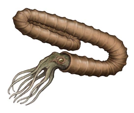 Polyptychoceras | Dinopedia | Fandom