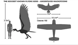 Squelette D'argentavis Magnificens Argentavis | Dinopedia | Fandom
