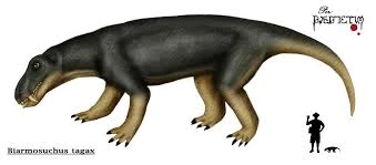 Biarmosuchus | Dinopedia | Fandom