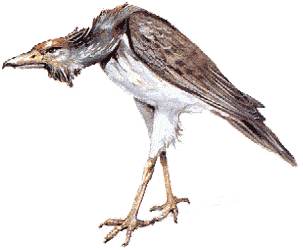 Neocathartes | Dinopedia | Fandom