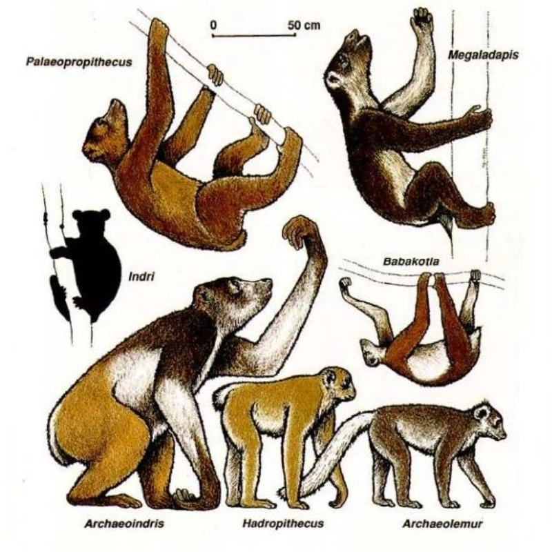 Hadropithecus | Dinopedia | Fandom