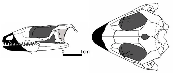 Procolophonidae | Dinopedia | Fandom