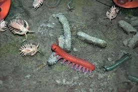 Cambrian | Dinopedia | Fandom