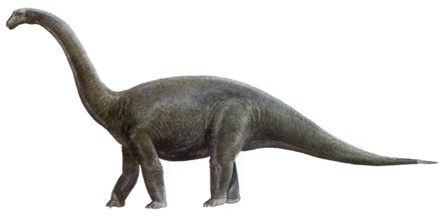 Cetiosaurus