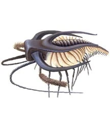 Marrella | Dinopedia | Fandom