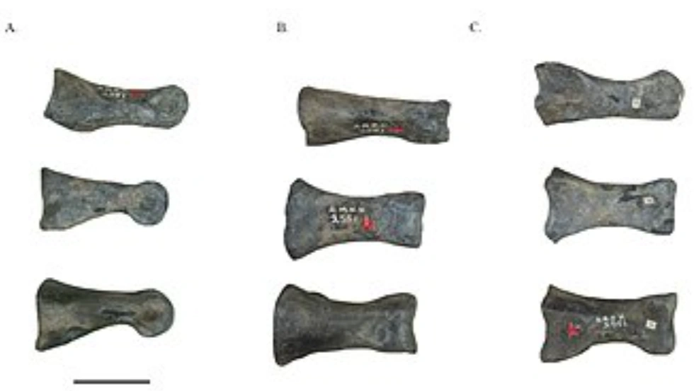 "Teihivenator" | Dinopedia | Fandom