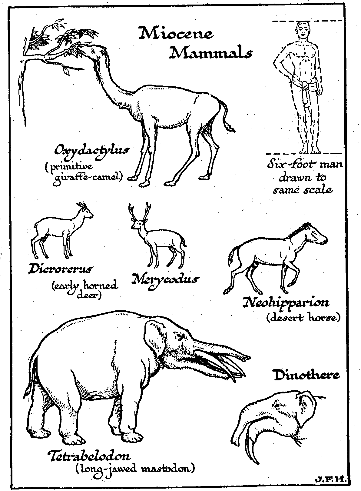 Dicrocerus | Dinopedia | Fandom