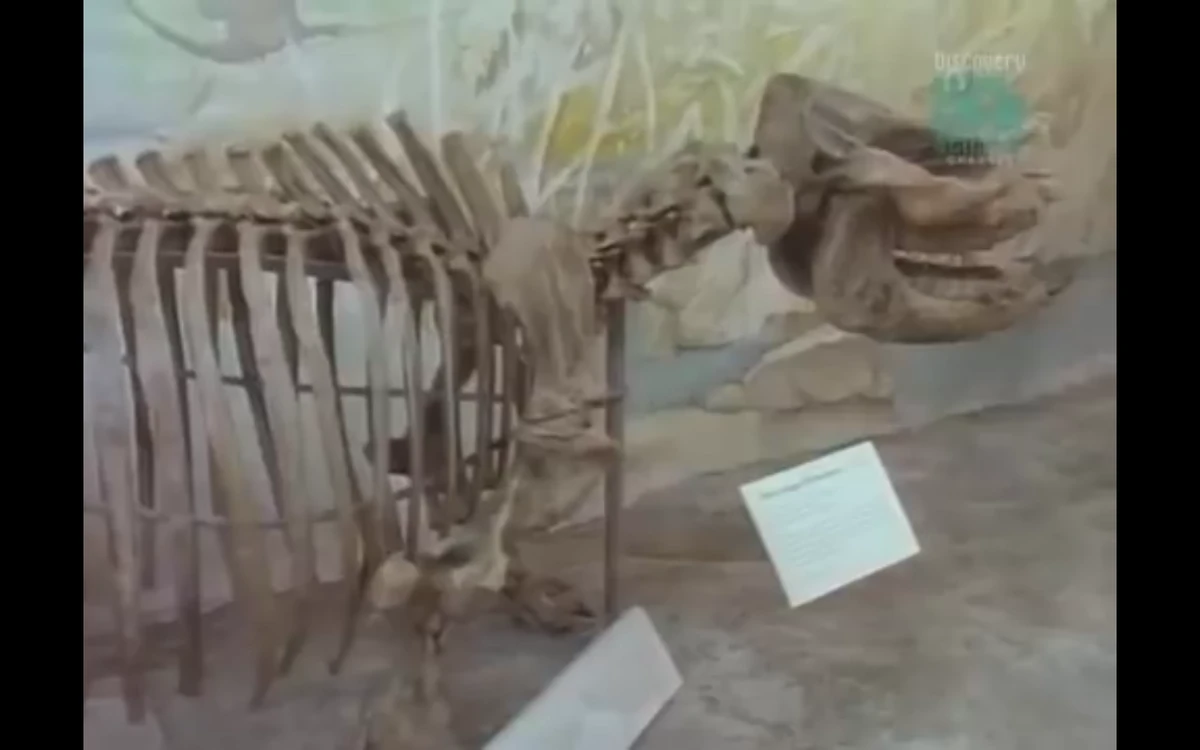 Teleoceras | Dinopedia | Fandom