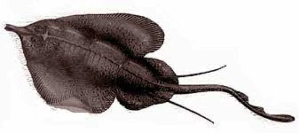 Spathobatis | Dinopedia | Fandom