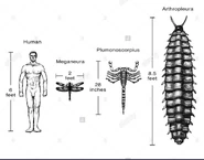 Arthropleura | Dinopedia | Fandom