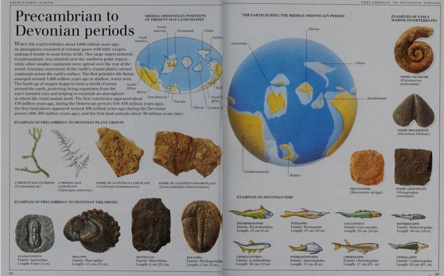 Rhamphodopsis | Dinopedia | Fandom
