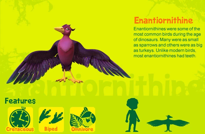 Enantiornithes | Dinopedia | Fandom