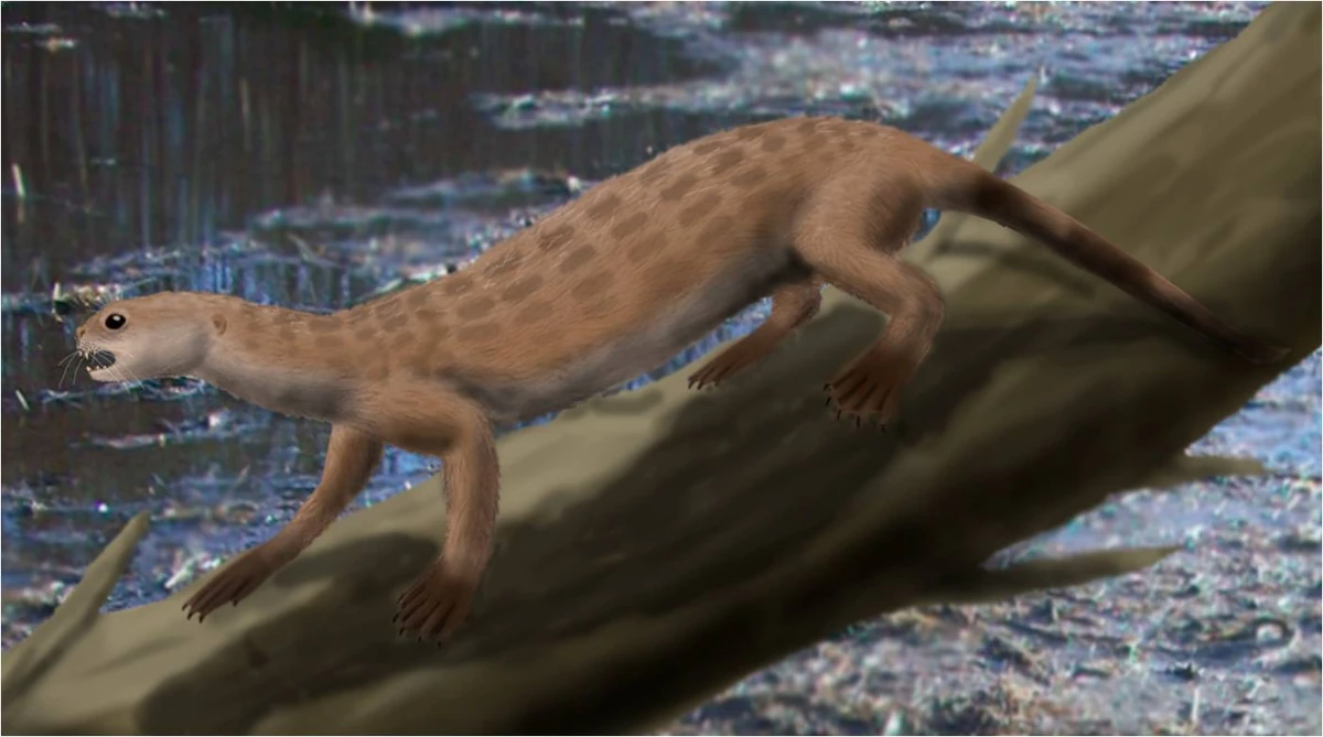 Puijila | Dinopedia | Fandom