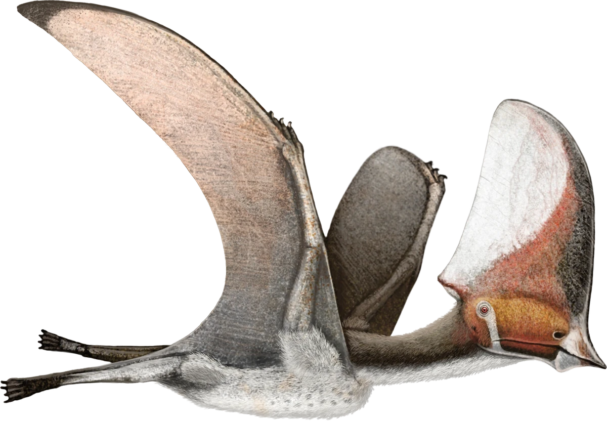 Caiuajara | Dinopedia | Fandom