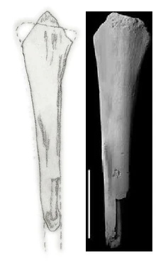 Velocipes | Dinopedia | Fandom