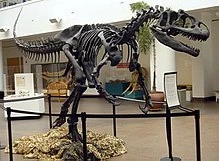 Allosauridae | Dinopedia | Fandom