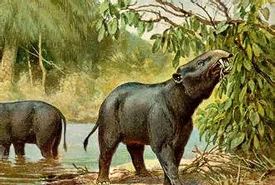 Phosphatherium Size