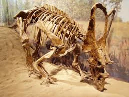 Chasmosaurus | Dinopedia | Fandom