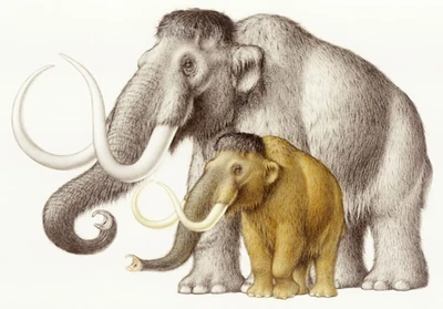 Insular Dwarfism | Dinopedia | Fandom