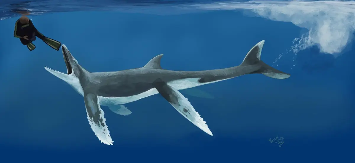 Megapterygius | Dinopedia | Fandom