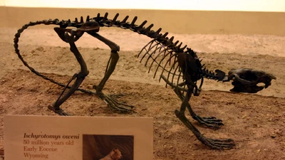 Discuss Everything About Dinopedia | Fandom