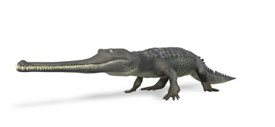 Thoracosaurus | Dinopedia | Fandom